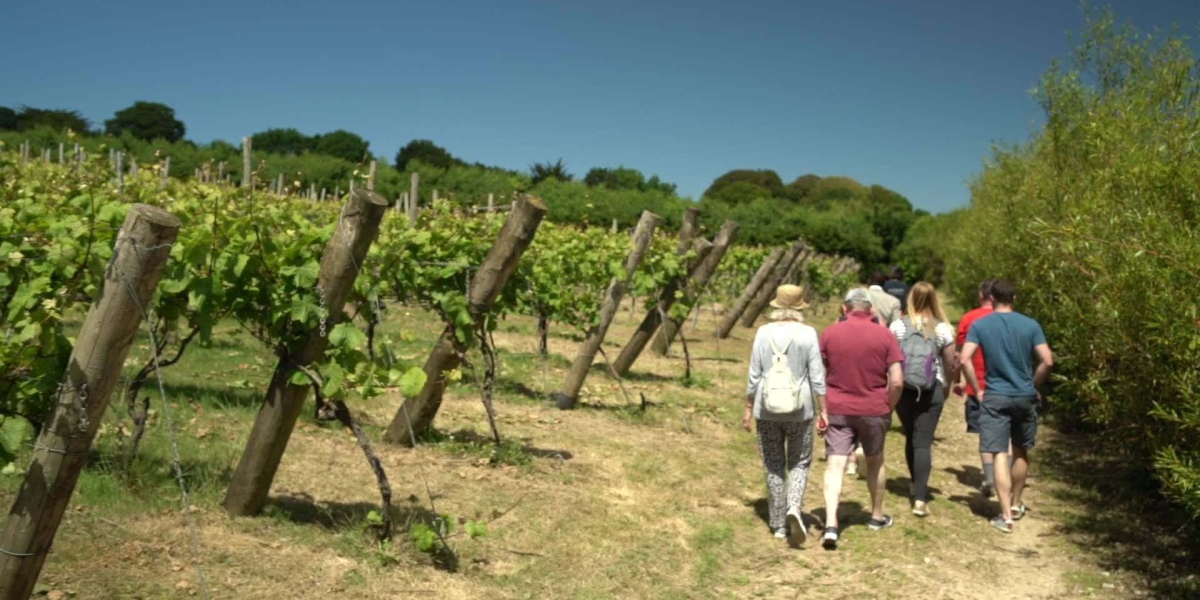 Polgoon Vineyard | Things to do Cornwall | POD St Ives